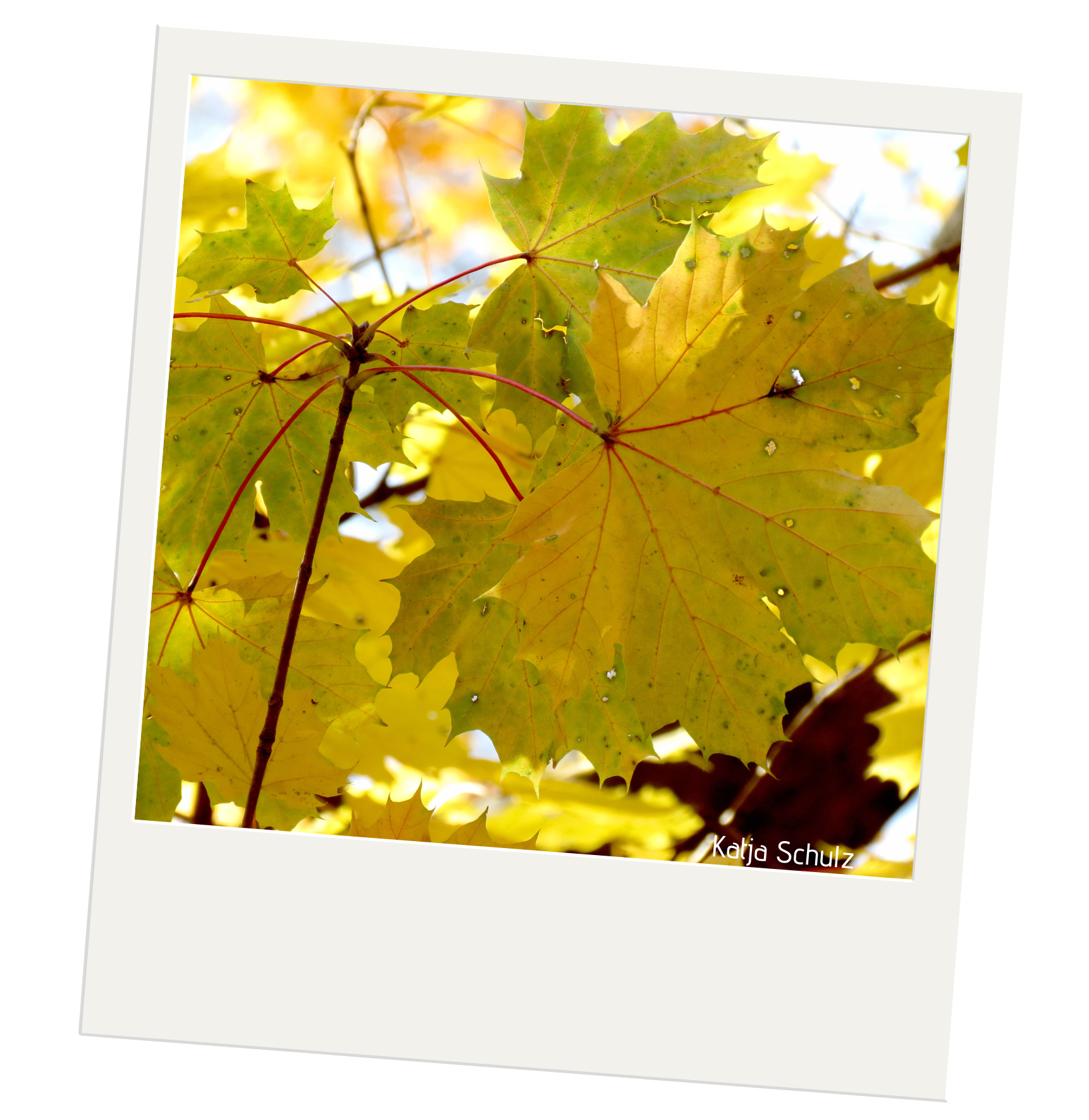 Norway Maple | Purdue University Report Invasive Species