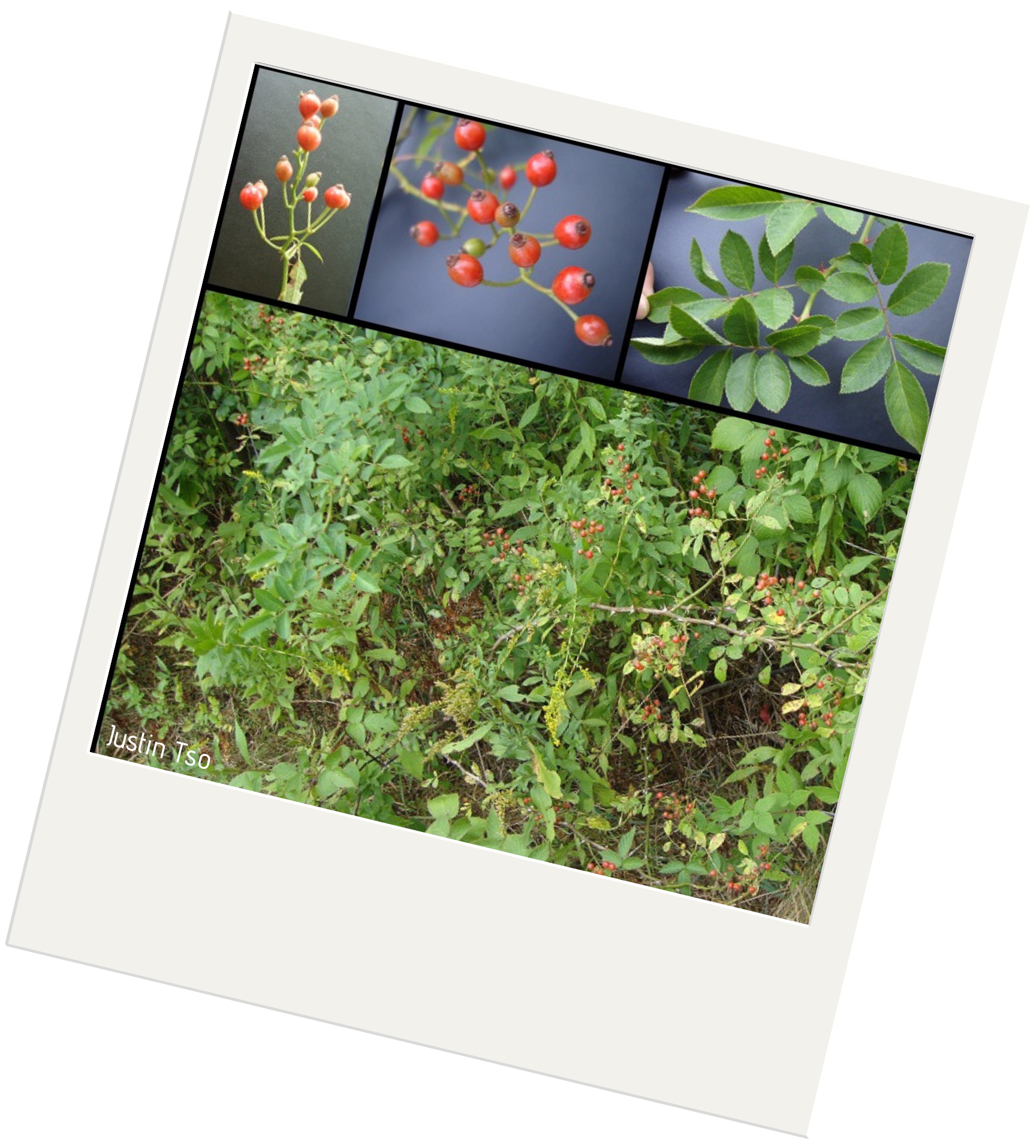 Multiflora Rose | Purdue University Report Invasive Species