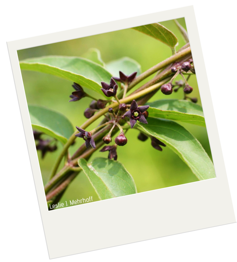 Black and Pale Swallow-wort | Purdue University Report Invasive Species