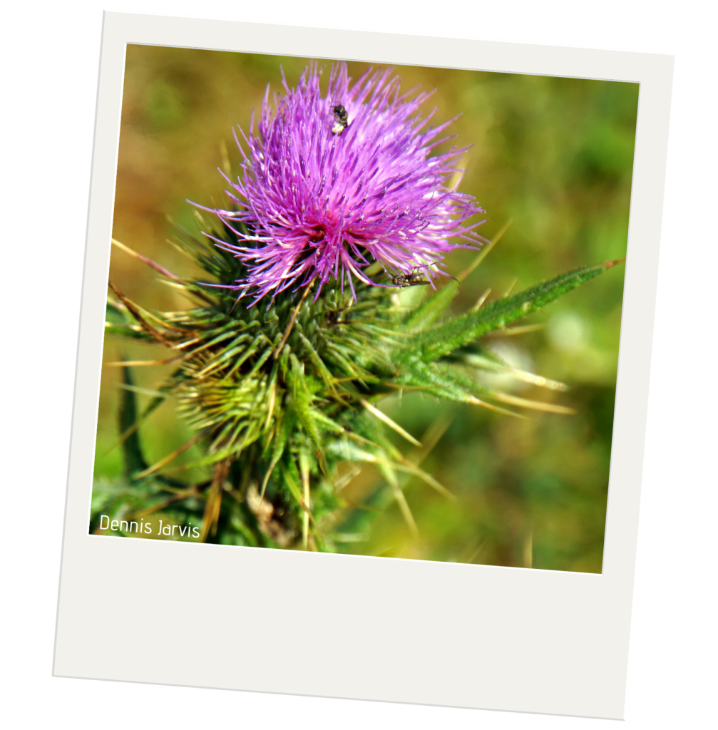 Invasive Thistles | Purdue University Report Invasive Species