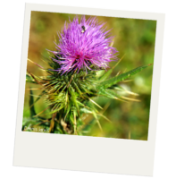 Invasive Thistles | Purdue University Report Invasive Species