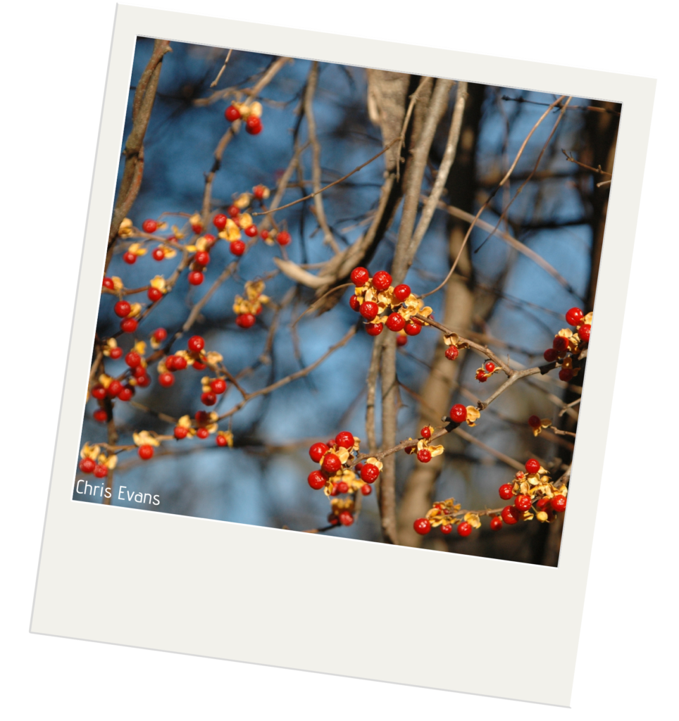 Oriental Bittersweet | Purdue University Report Invasive Species